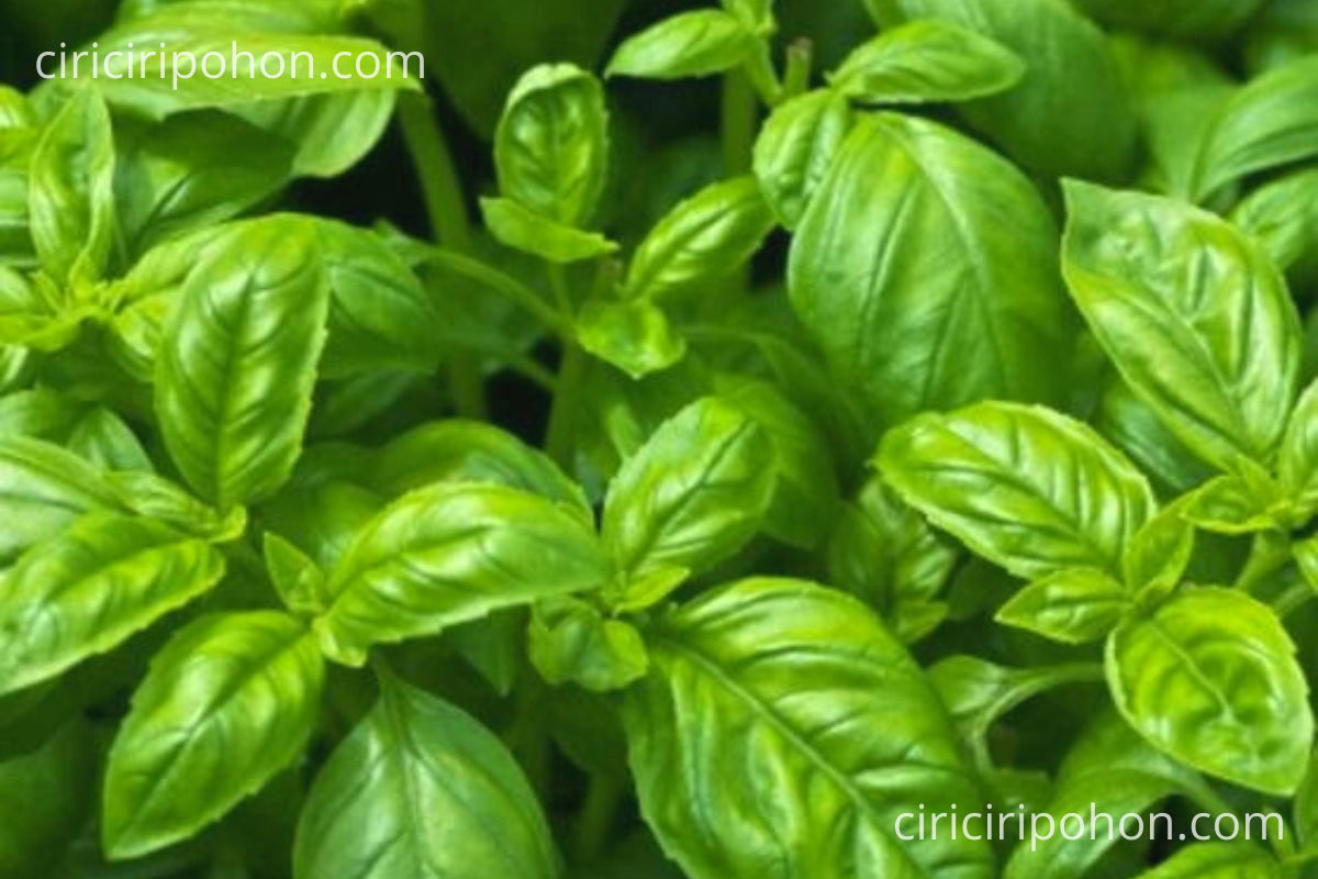7 Khasiat Daun Pohon Basil Untuk Kesehatan Tubuh - Ciriciripohon.com