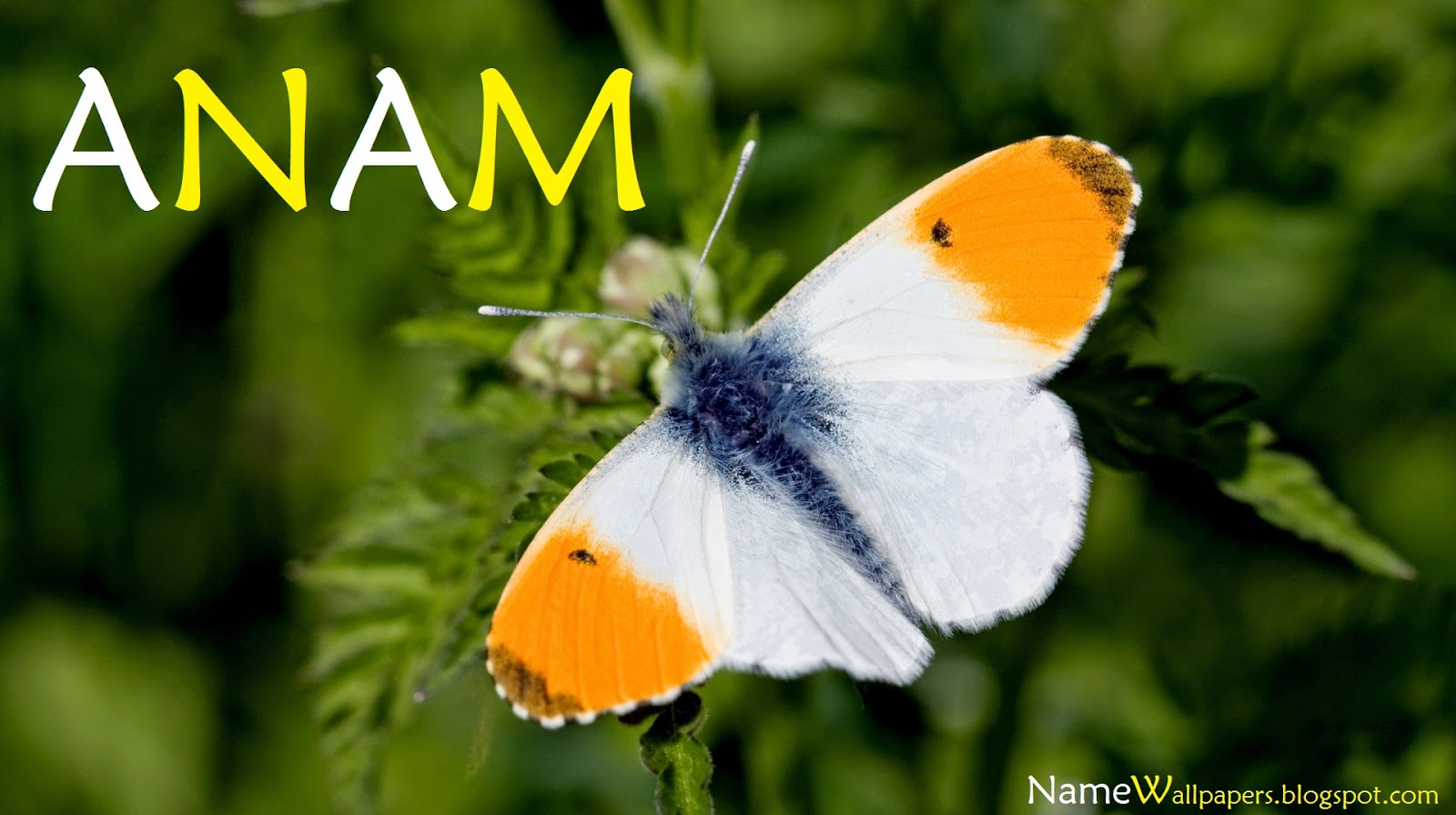 Anam Name Wallpapers Anam ~ Name Wallpaper Urdu Name Meaning Name ...