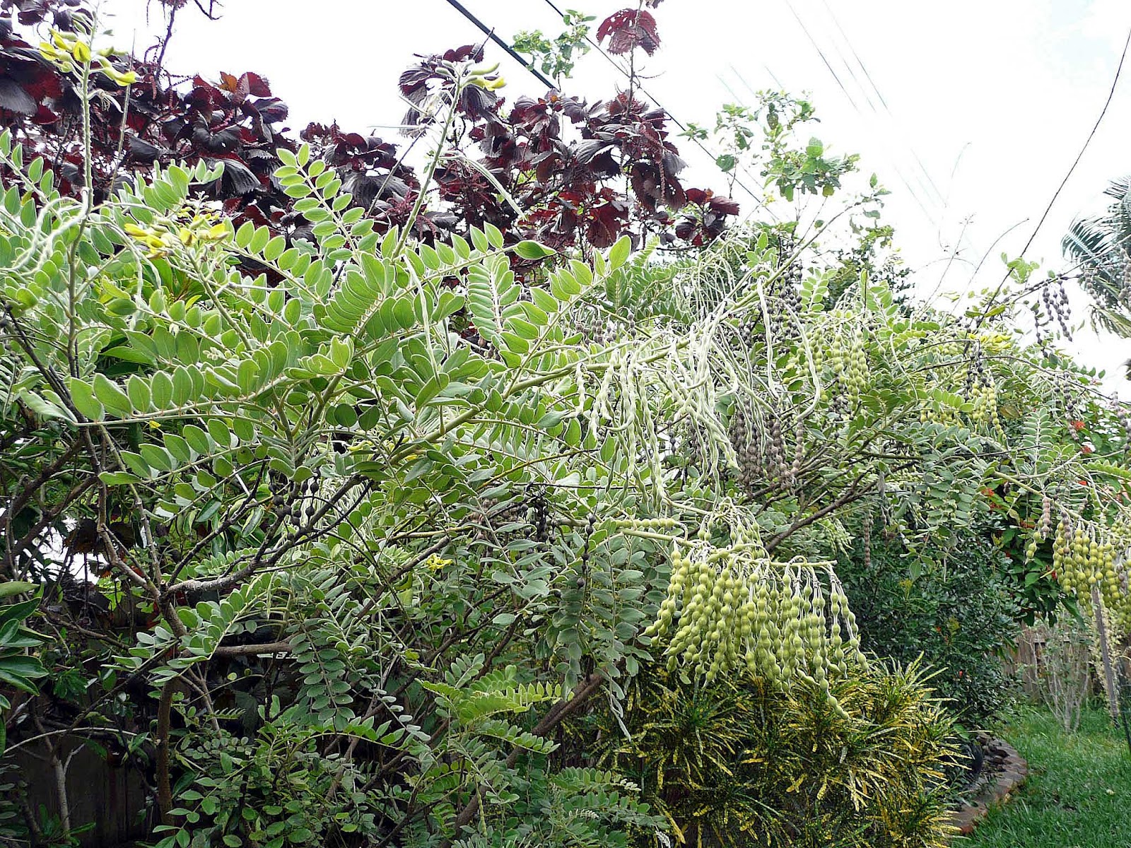 Gardening South Florida Style: Fast Growing Shrubs in South Florida II