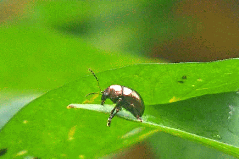 Ryukyu Life: Help Wanted: Identify This Golden Beetle