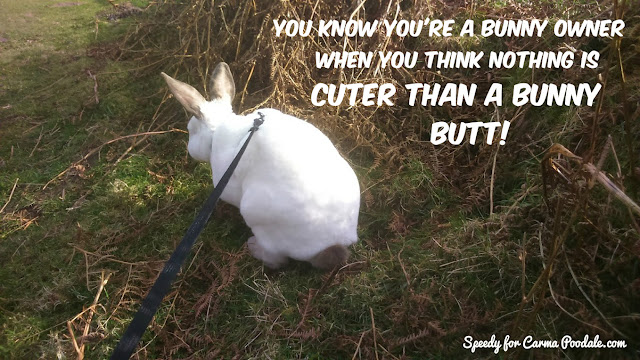 Carma Poodale : Bunny Meme Saturday!