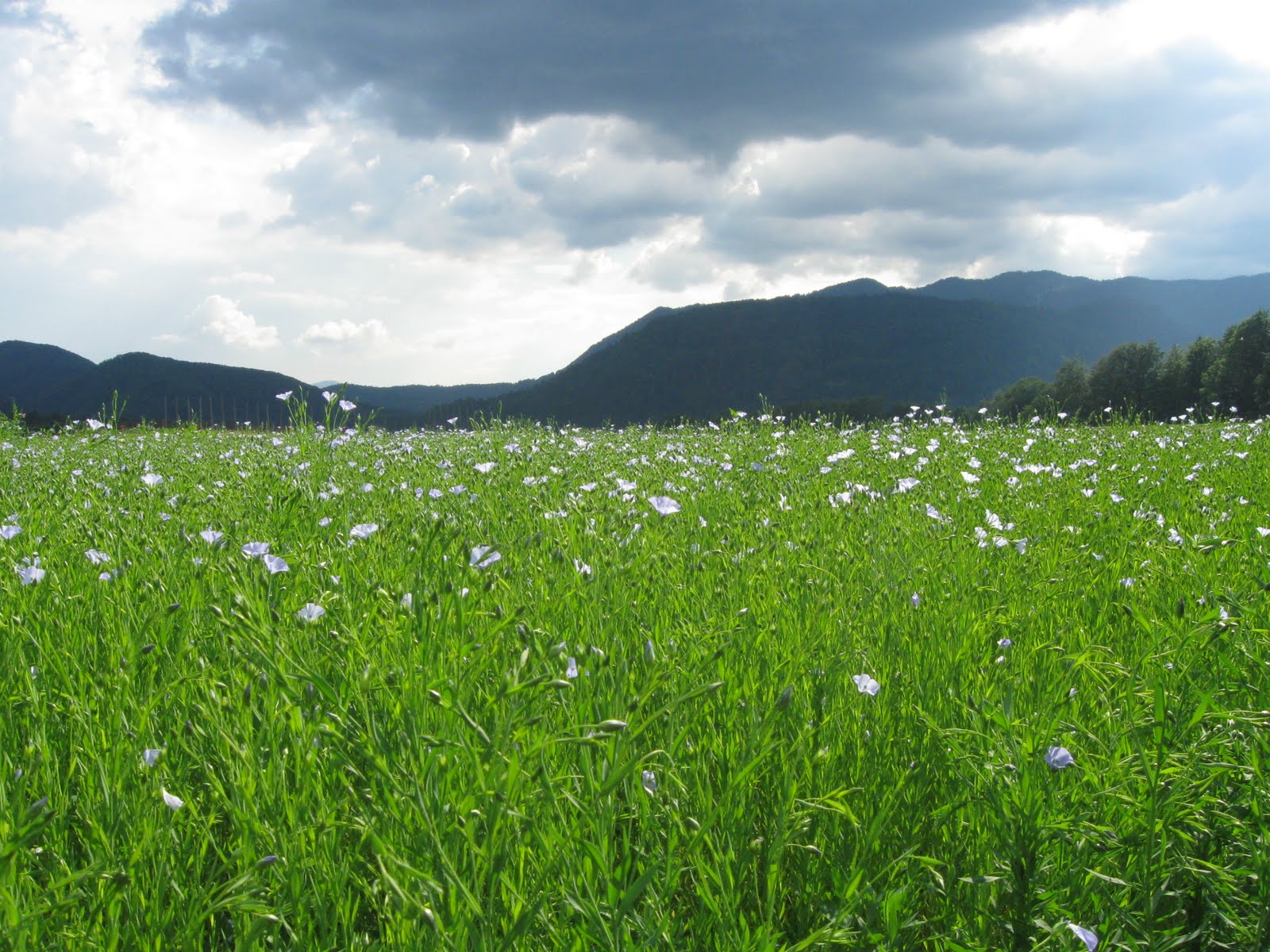 Ekološka kmetija Porta