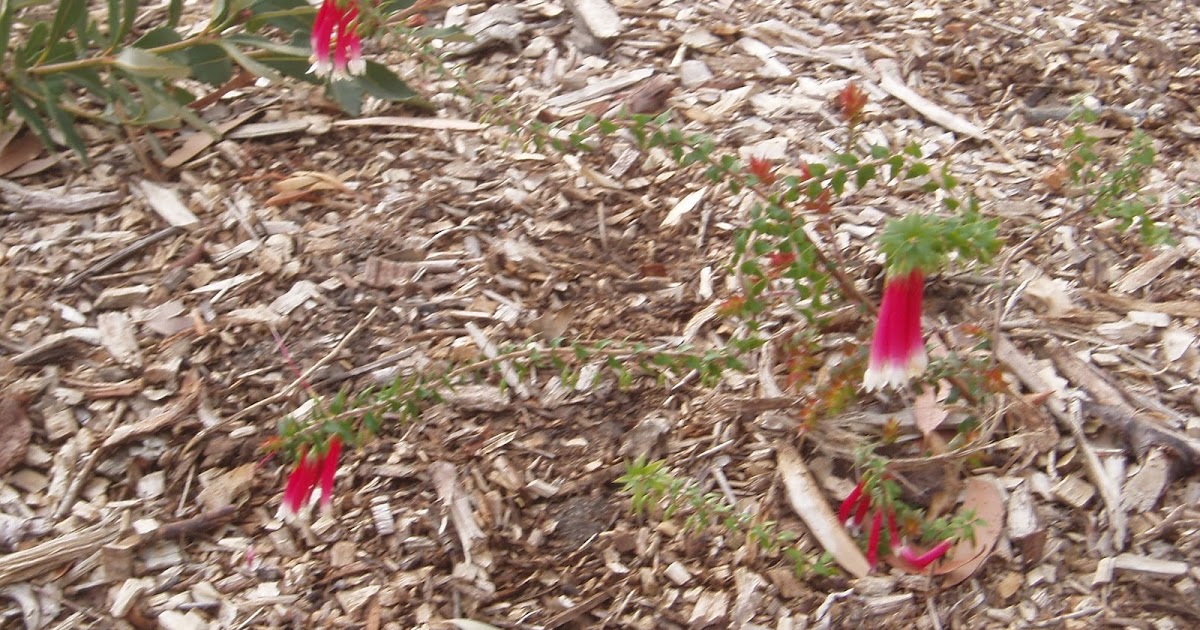 Try growing: Epacris | Growing Illawarra Natives