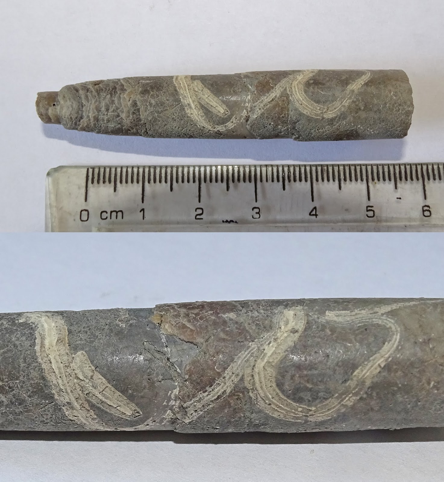 Belemnites of the Speeton Clay Formation