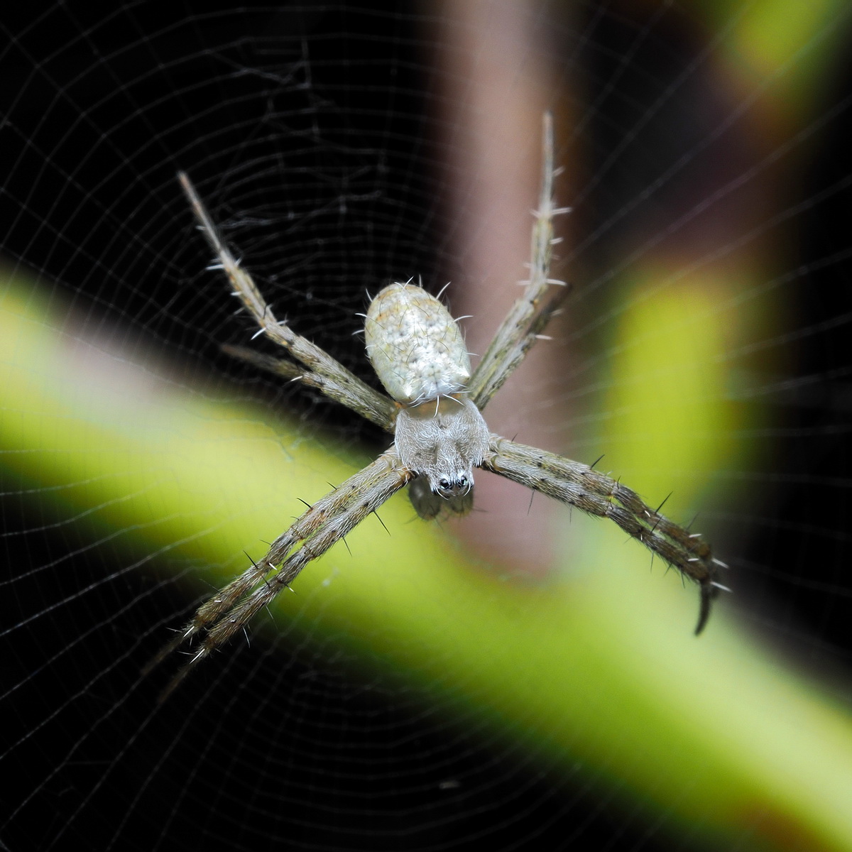 ROBIN WONG : Short Insect Macro Shooting Session
