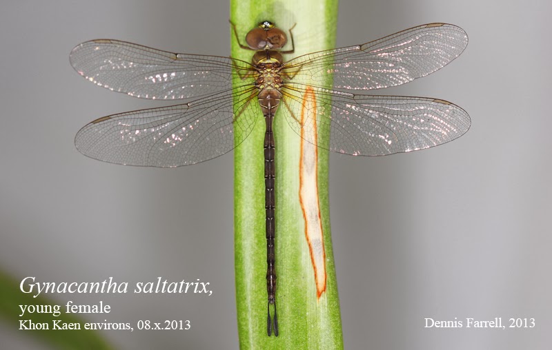 Dragonflies & damselflies of Thailand: 148. Gynacantha saltatrix ...