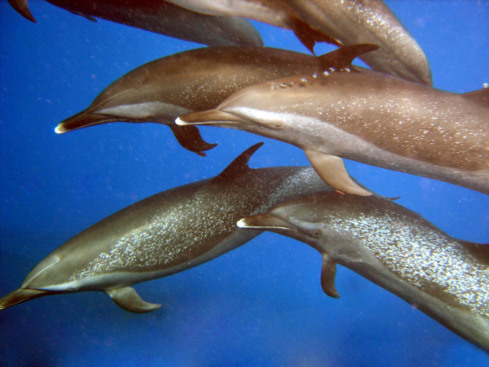 A MAGYAROK TUDÁSA: DELFINEK