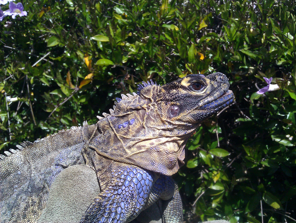 Real Monstrosities: Sailfin Lizard