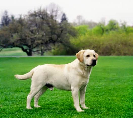 Giống chó Labrador Retriever - Những hình ảnh đẹp - Chăm sóc và Huấn ...
