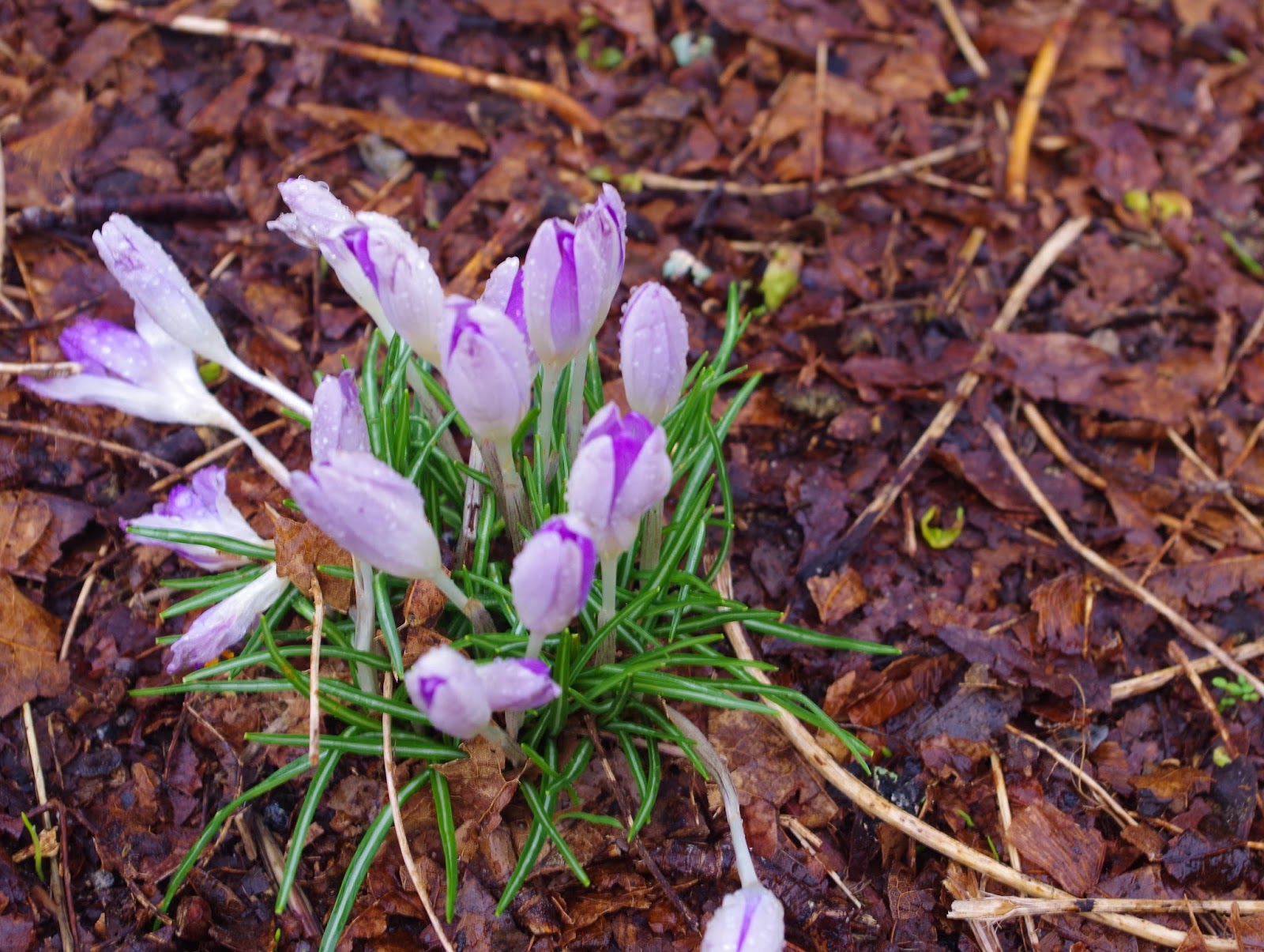 Pacific Northwest Seasons: A Glimmer of Spring in the Pacific Northwest