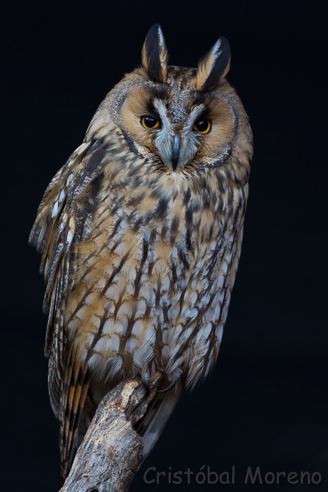 Fotografia: Búho chico