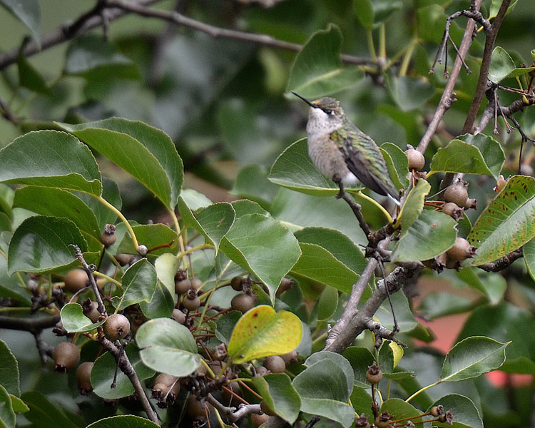 Red and the Peanut: A ping pong ball with wings...