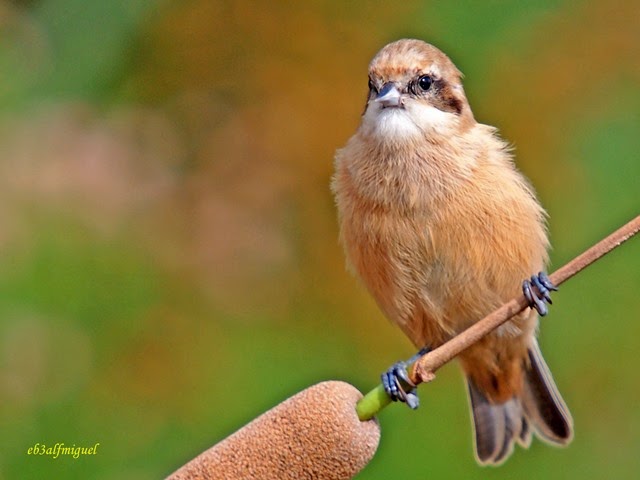 Miguel fotografia: Pájaro moscón europeo (Remiz pendulinus)