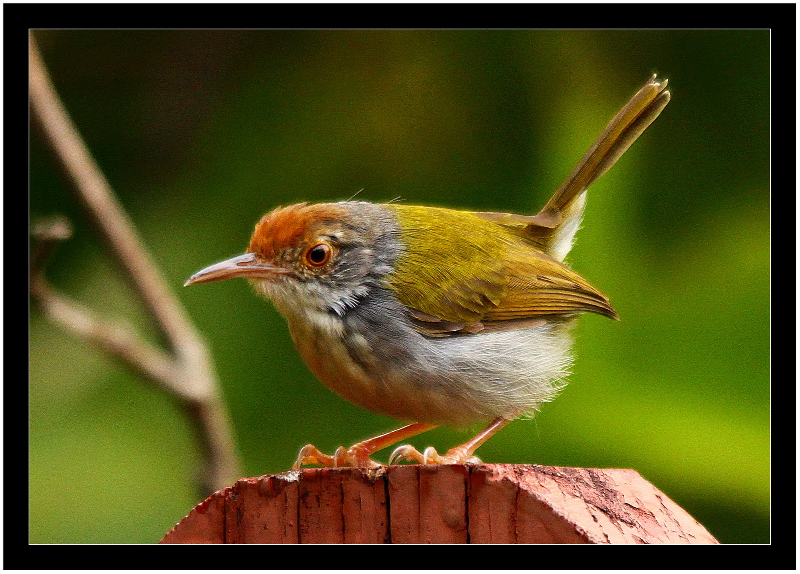 SOUTH EAST ASIA BIRDS - Malaysia birds paradise: CommonTailor bird