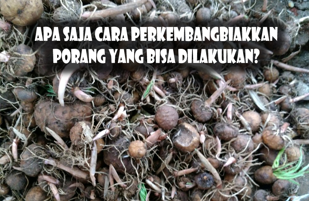 TANAMAN PORANG INDONESIA