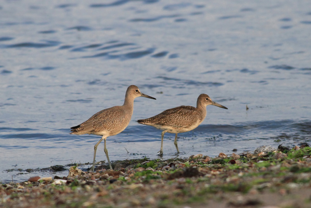 Willets, etc