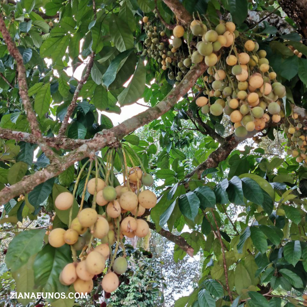 Pertama Kali Jumpa Pokok Langsat