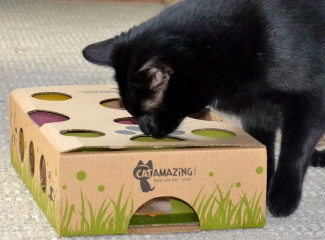 The Cuddlywumps Cat Chronicles: Miss Cuddlywumps’ Black Friday Shopping ...