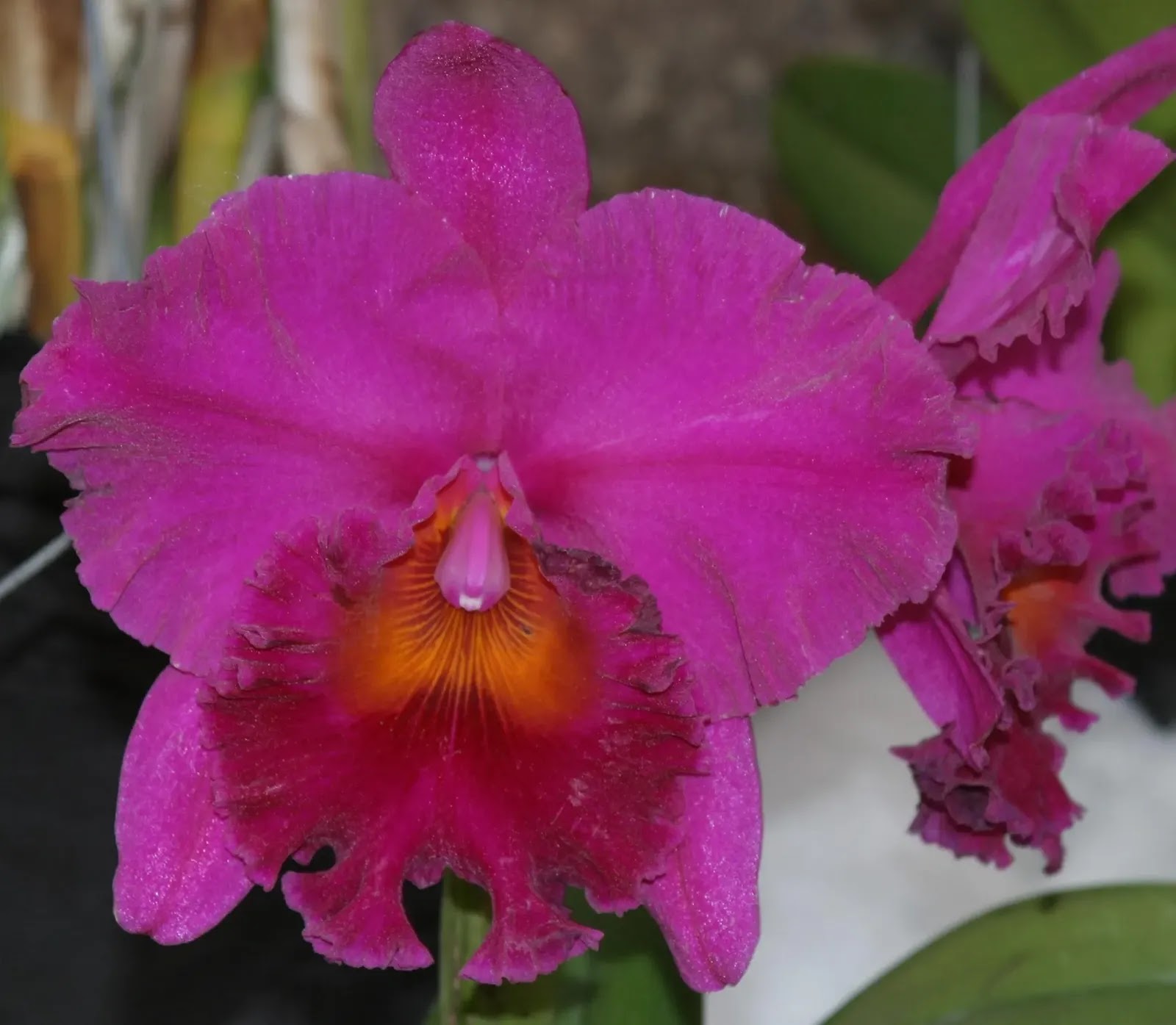 Cattleya (orquídea) - Id Plantae
