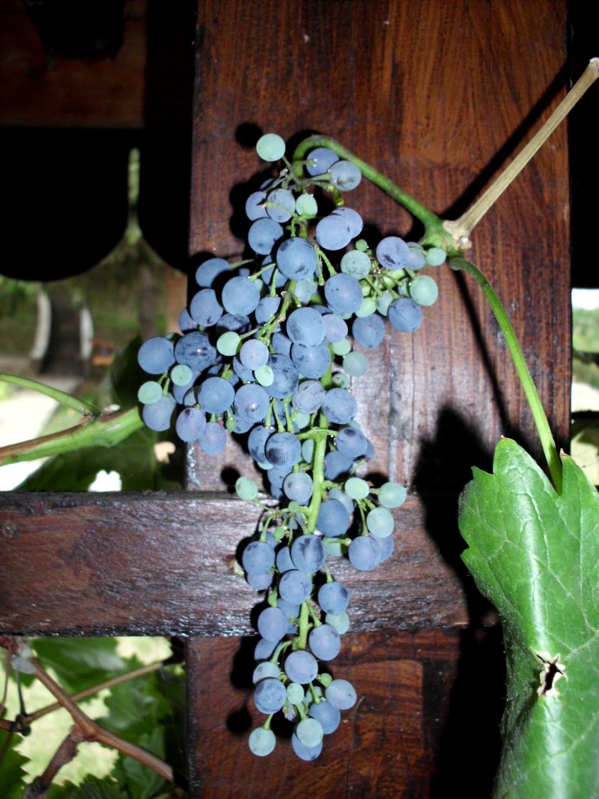 Absolut ehrlich!*****: Die Weintraube