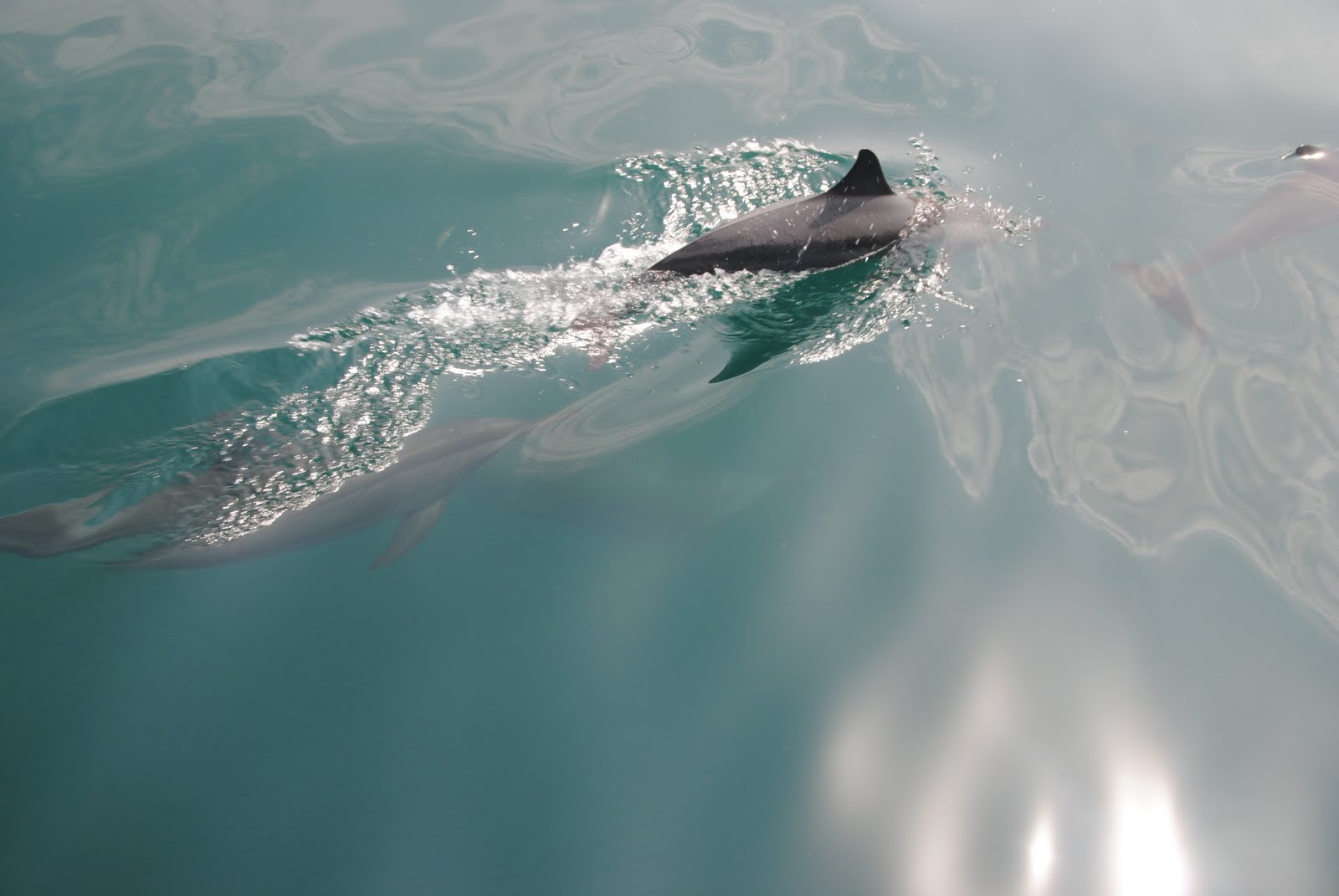 Les Crespi à DJIBOUTI: Journée sur l'île de Maskali