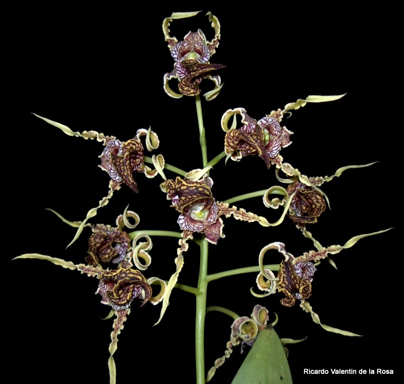 Ricardo's Blog, : Dendrobium spectabile (Blume) Miq. 1859, an orchid ...