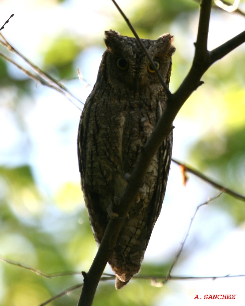 Aves de Aragón : Autillo