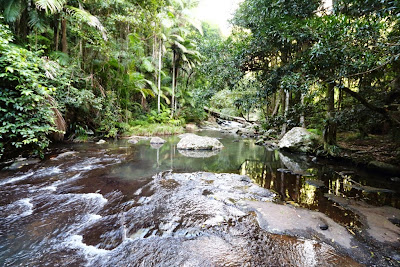 National Park Odyssey: Springbrook National Park: revisit in April 2015 ...