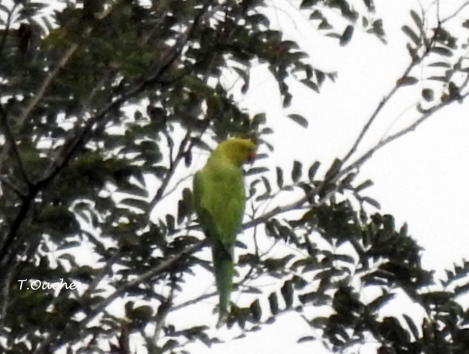 PASARI DIN ROMANIA: PAPAGALUL MICUL ALEXANDER, Psittacula krameri (in ...