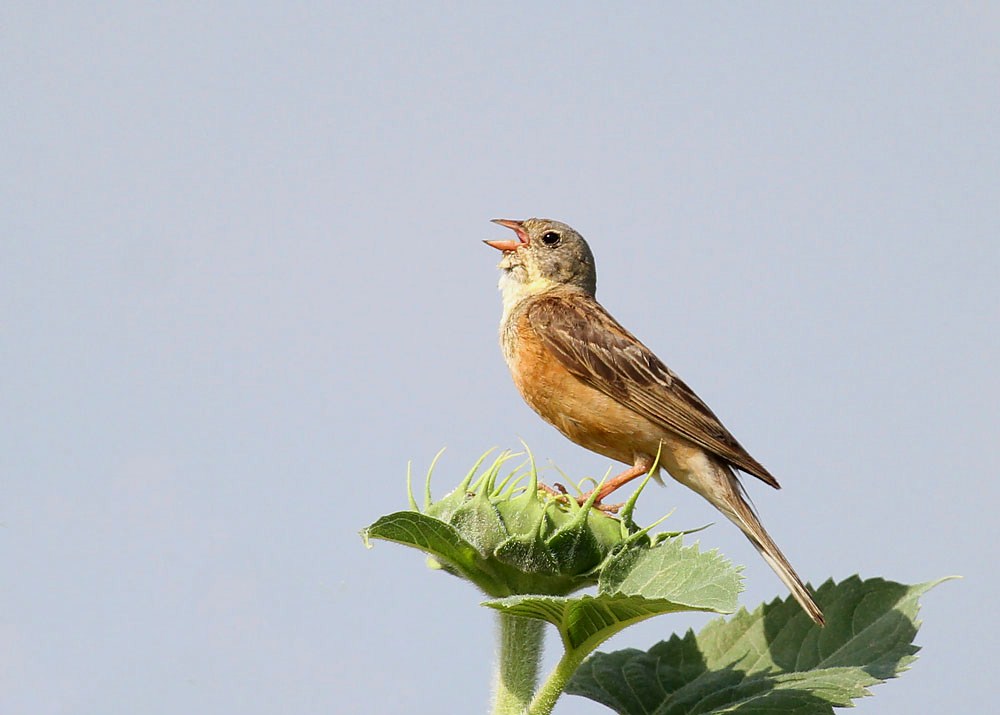 Richard Smith - Birdwatching Days Out: ROMANIA, Sinoe, Constanta, Part ...