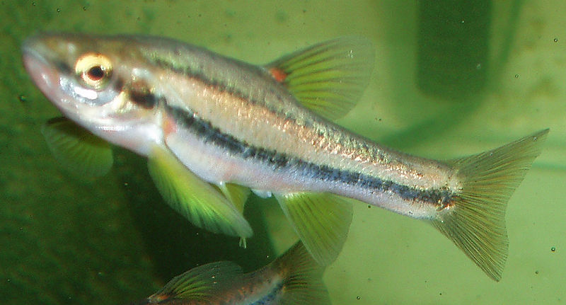 Fish Pictures: Southern redbelly dace - Phoxinus erythrogaster