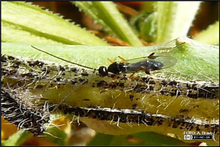 FAUNA AUXILIAR: FAMILIA BRACONIDAE