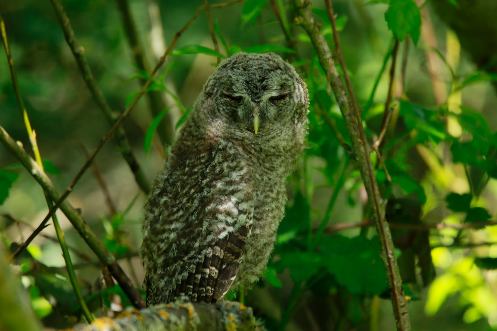 NATURAMETEO, majulada: Cárabo común ( strix aluco )
