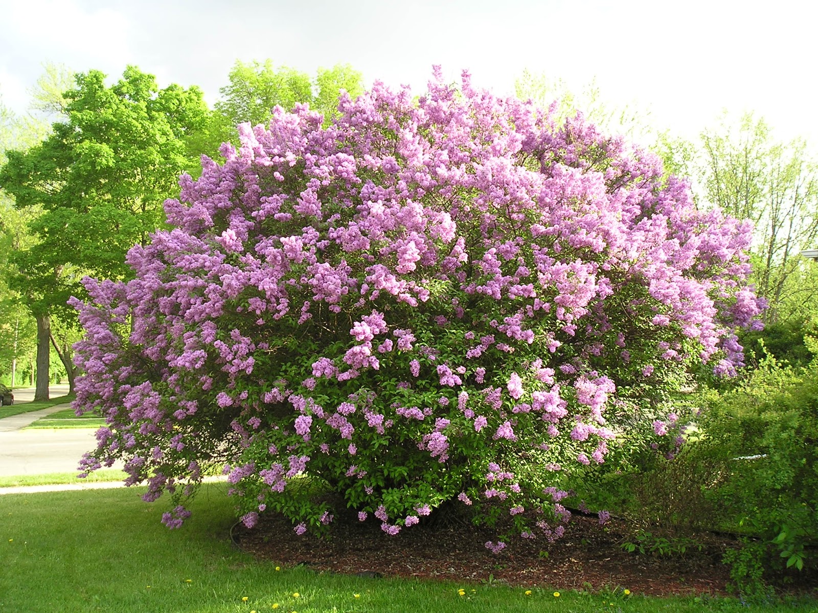 Rotary Botanical Gardens - Hort Blog: Coming Soon: LILACS!