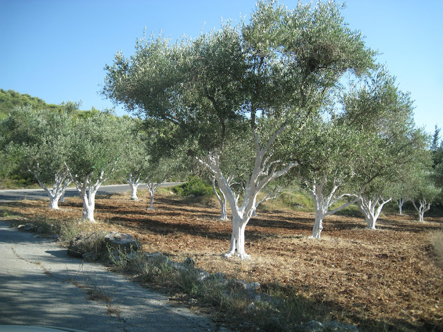 Impresii de calatorie: Zakynthos: Maslini (Zakynthos: Olive Trees)