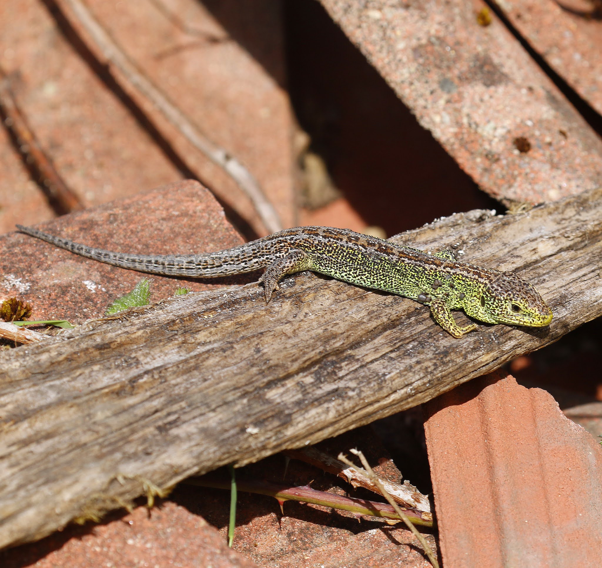 Black Audi Birding: Sand Lizards Out on the Tiles 7th May 2021