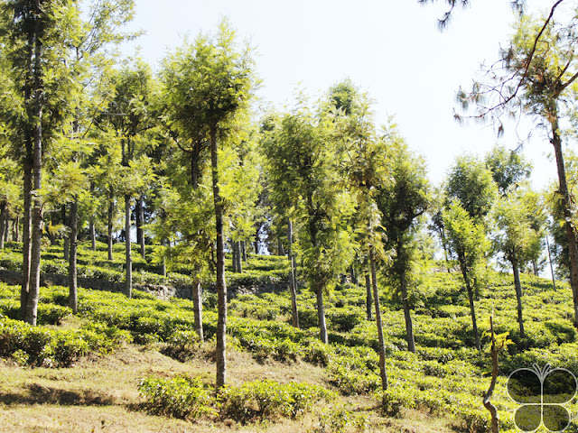 Tamilnadu Tourism: Kalhatti Falls, Ooty