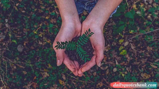 100 Inspirational Quotes About Planting Trees For Future Generations