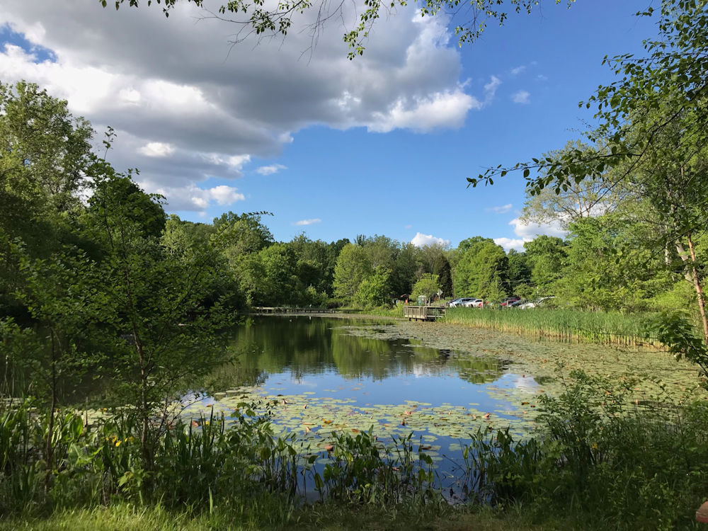 An English Girl Rambles from 2016 to ....: WALNEY POND - PART 2