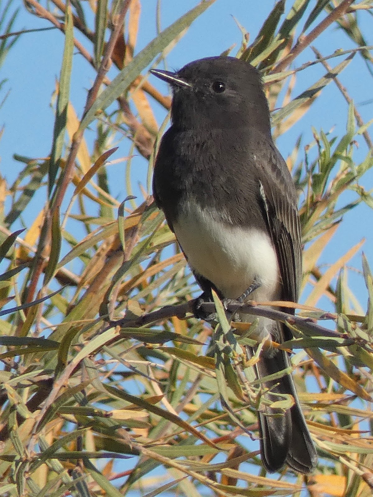 Geotripper's California Birds: An Oxymoron and a Rare Bird: A White ...