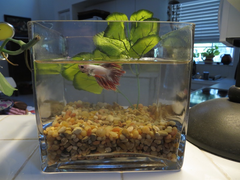 Coco's Loft: Puttering around...