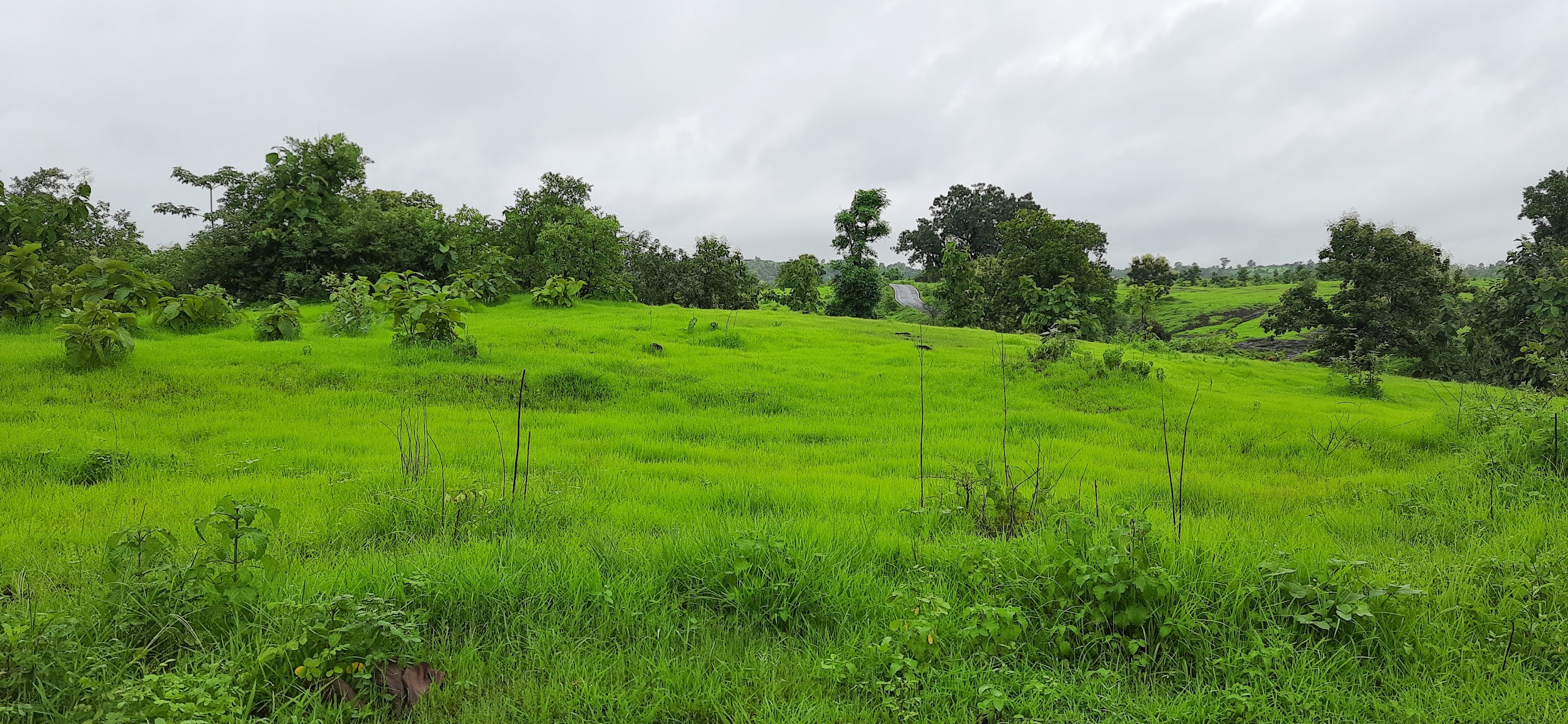 Sharad Pandhare's Educational Blog: Incredible Nature