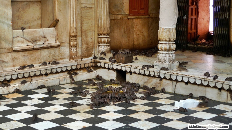 The Incredible "Rat Temple" in Rajasthan, India