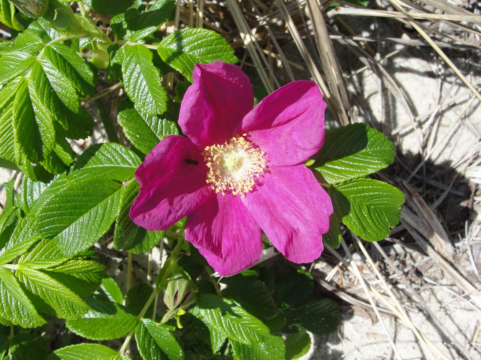 drawing at the beach | Mary Richmond's Cape Cod Art and Nature