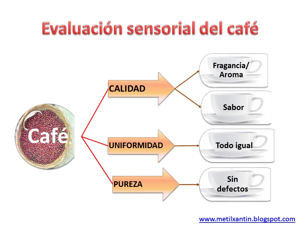 Preparación de muestras de café para analísis sensorial | Coffee facts ...