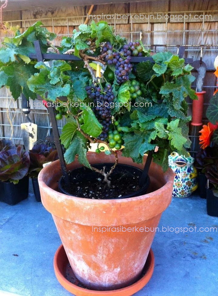 Cara Menanam Anggur Dalam POT dan Agar Cepat Berbuah - Inspirasi Berkebun
