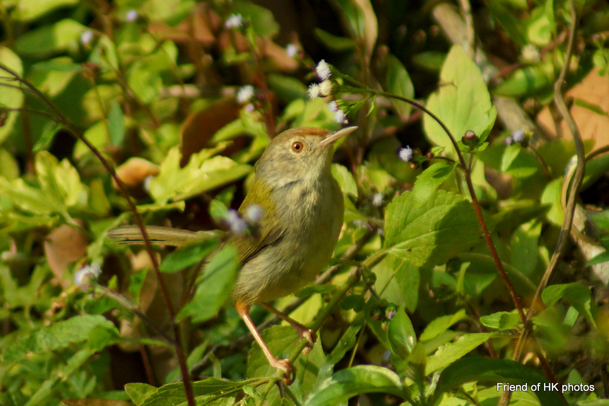 Photographic Wildlife Stories in UK/Hong Kong: Local Birds