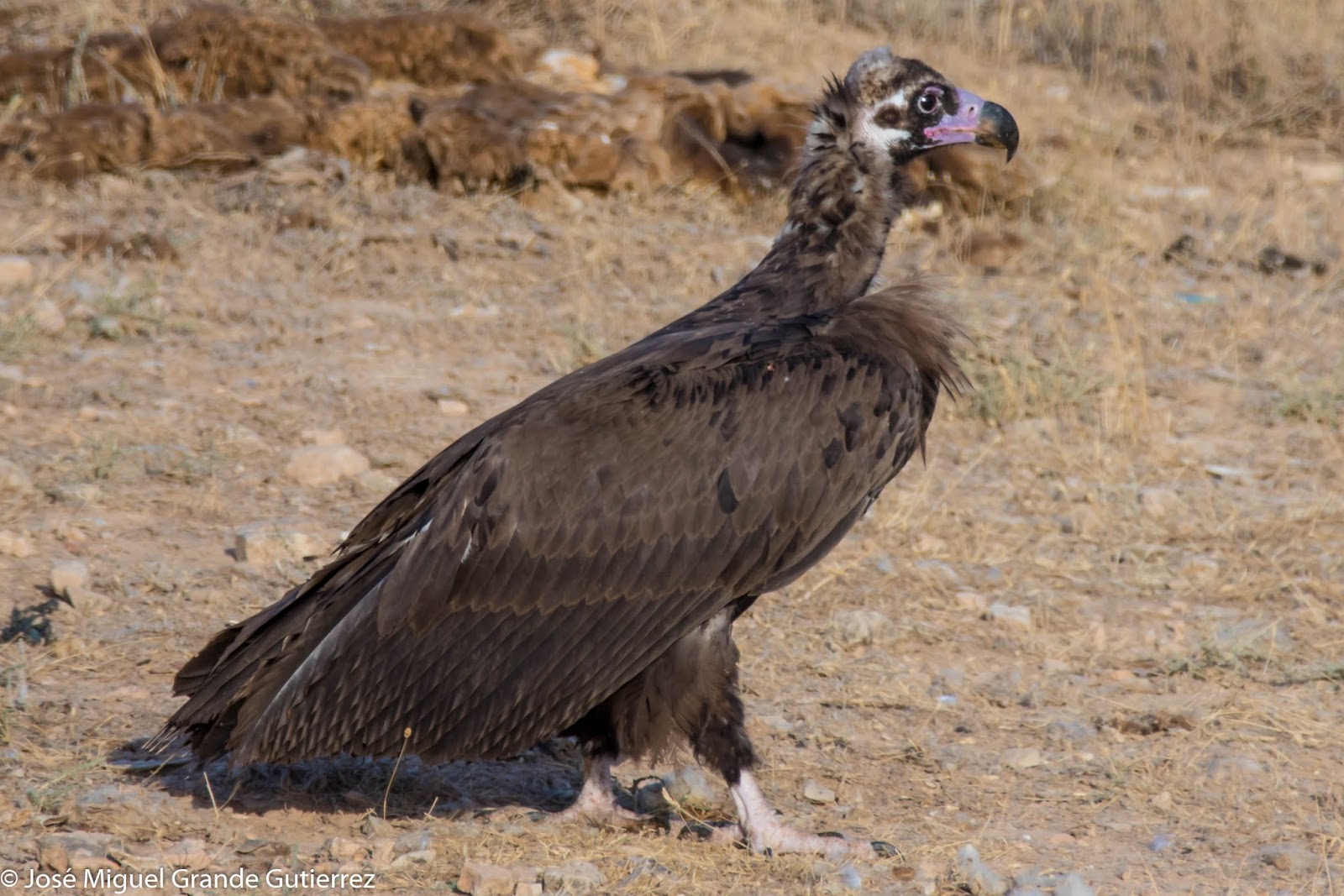 AVECEDARIO2016-UN MUNDO MARAVILLOSO: Buitre negro (Aegypius monachus ...