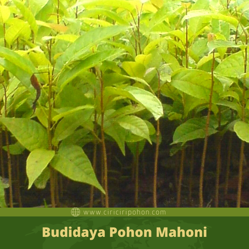 Budidaya Pohon Mahoni dengan Mudah - Ciriciripohon.com
