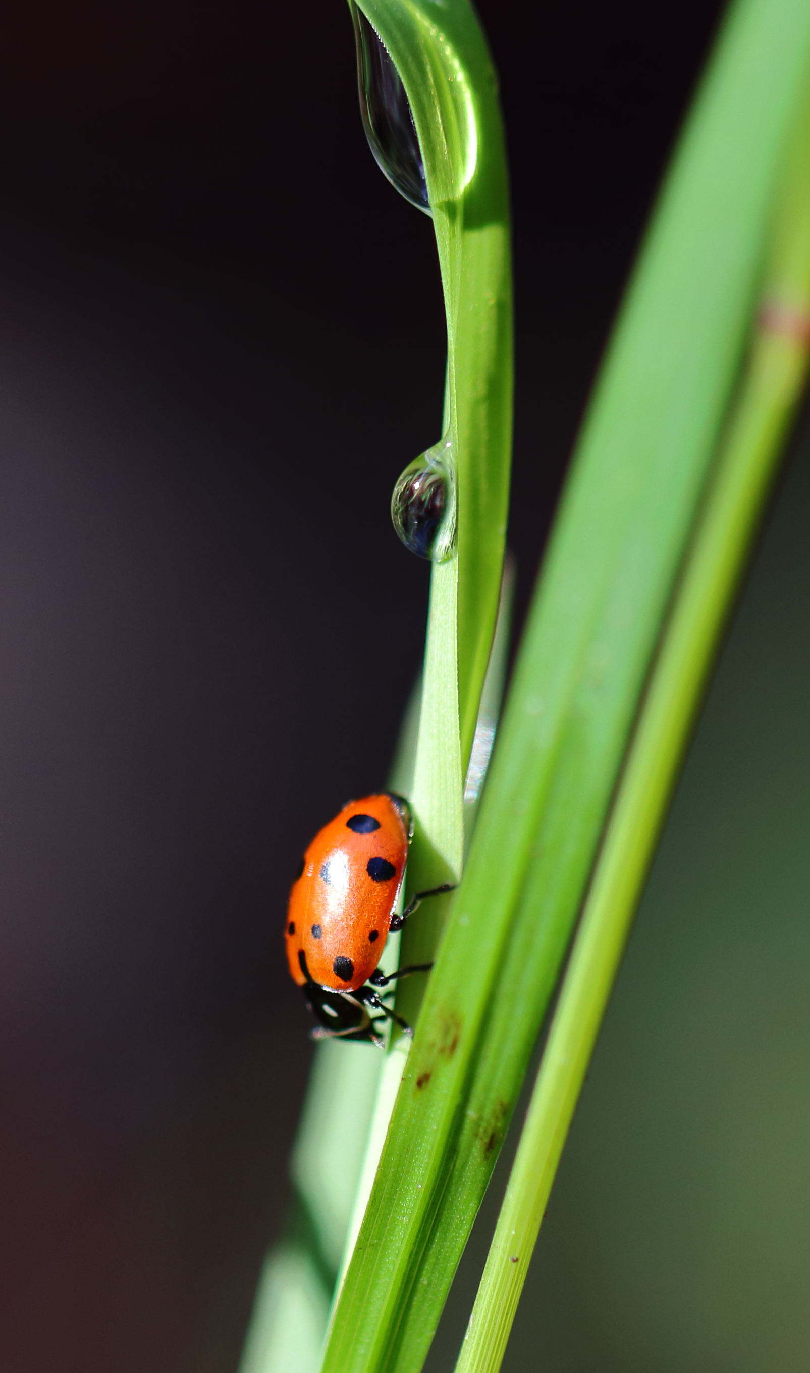 Reinhardt Redwood Regional Park - Ladybug